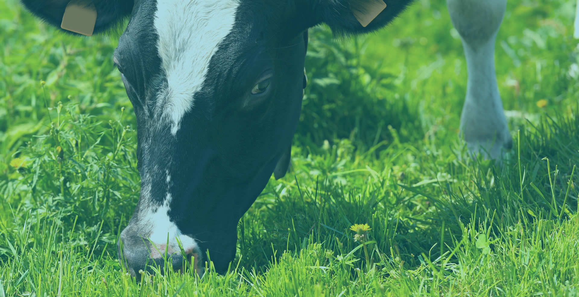 Organic Whey Protein Powder - Grass Fed, Additive Free, Gluten Free ...